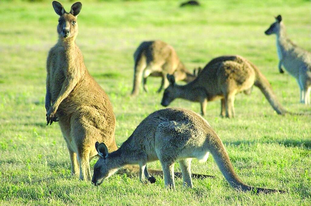 Operation kangaroo launched in US to counter slaughter 'myth ...
